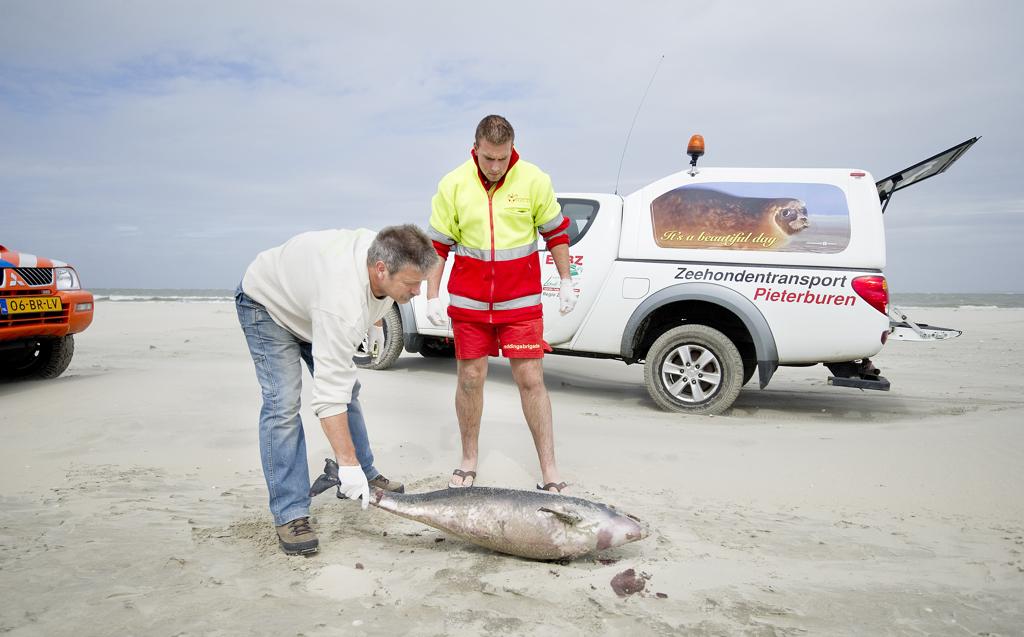 Gemiddeld om de drie dagen een bruinvis op het strand | De Standaard