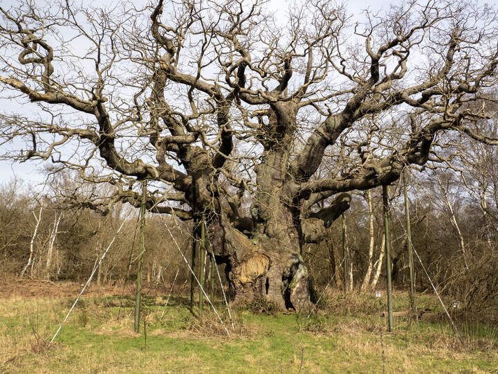 Eeuwenoude ‘Robin Hood’-boom gestorven | De Standaard