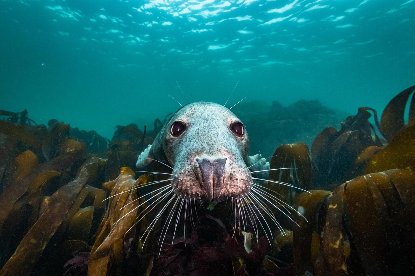 ‘De wilde Noordzee’ heeft alles wat je van een onderwaterfilm kunt ...