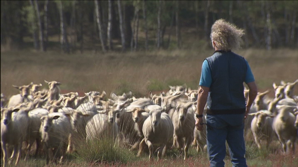 Schapen helpen heide herstellen | De Standaard