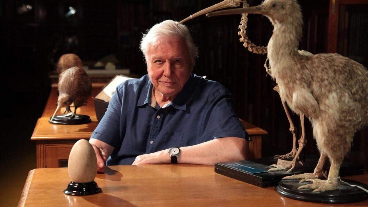 Wesp krijgt de naam van David Attenborough, Dua Lipa wil haar gezicht ...