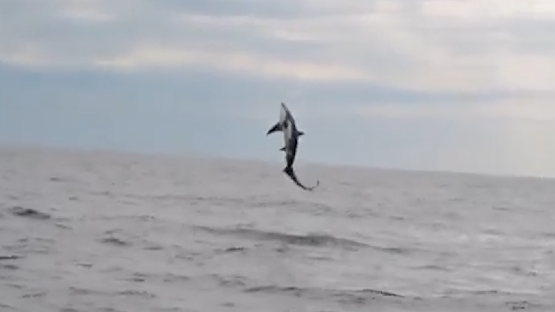 Zeldzame voshaai springt uit het water in Noordzee | De Standaard