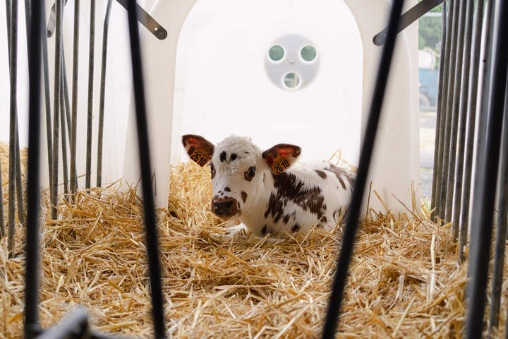 Er is amper nog echte camembert te vinden in Camembert | De Standaard