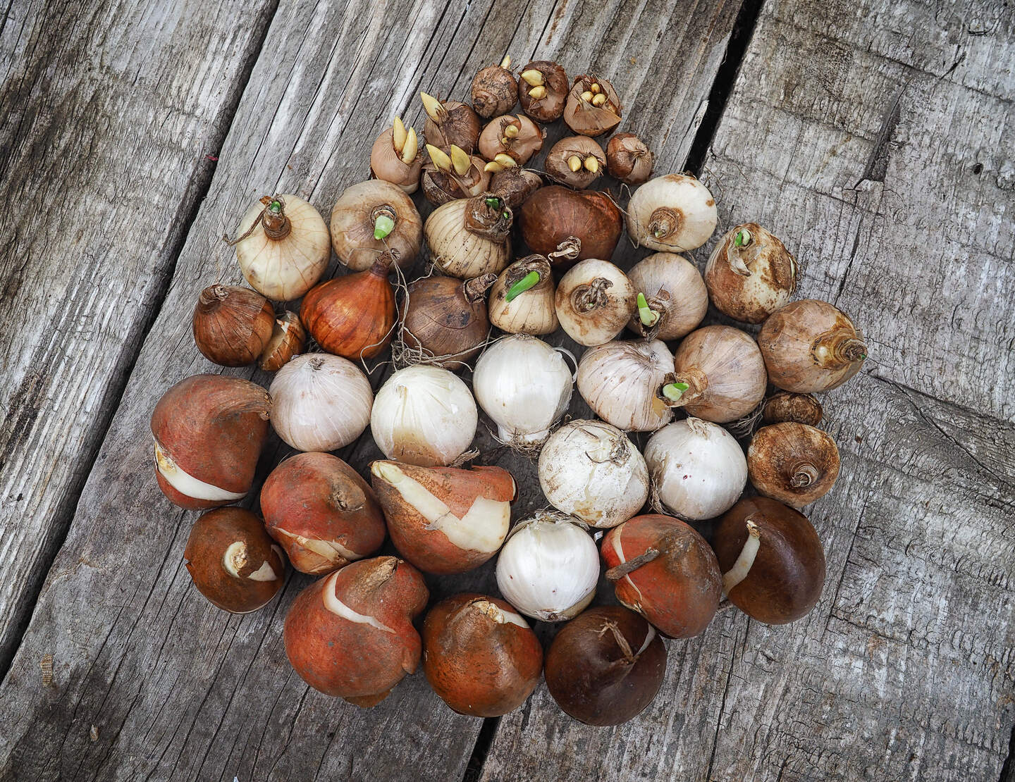9 gouden tips om wilde bijen naar je tuin te lokken | De Standaard