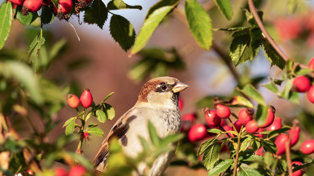 Huismus en koolmees heersen in onze tuinen, vink zakt weg | De Standaard