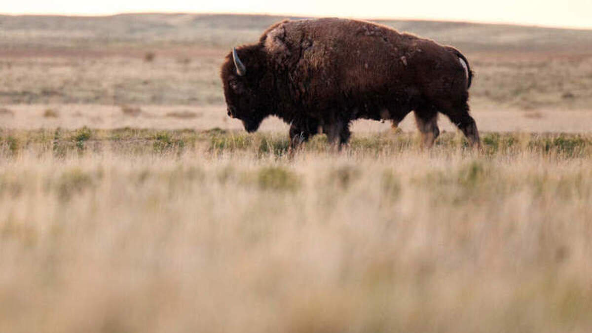 Luister | In Montana zijn veel vroegere fans Trump beu. Nu moeten ze ...