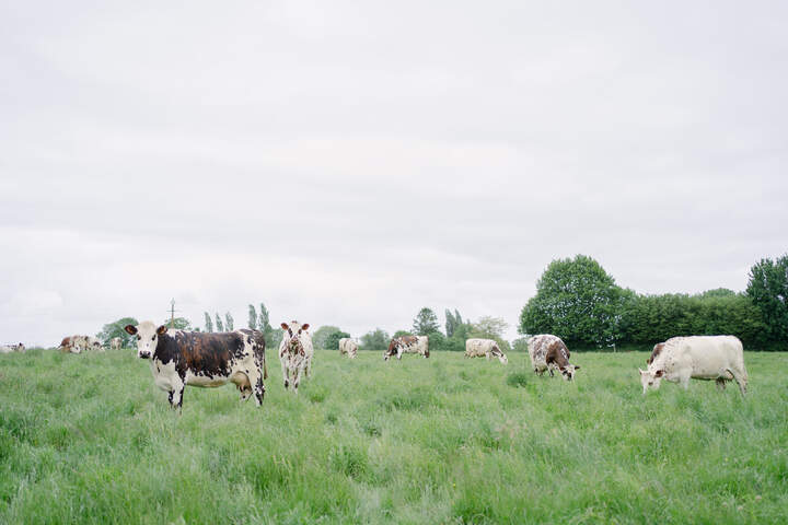 Er is amper nog echte camembert te vinden in Camembert | De Standaard